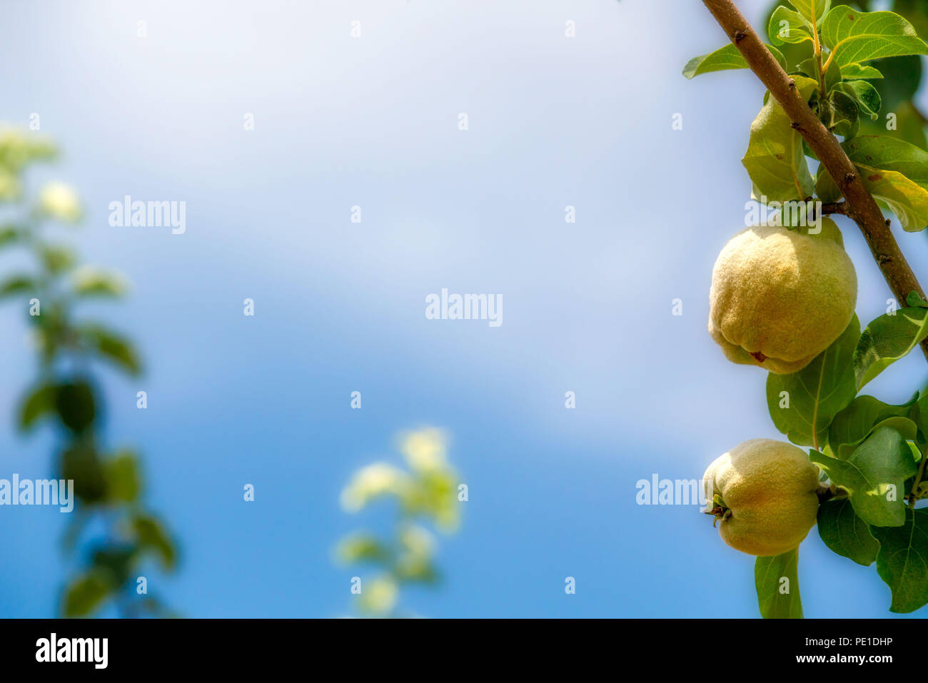 Quincetree hi-res stock photography and images - Alamy