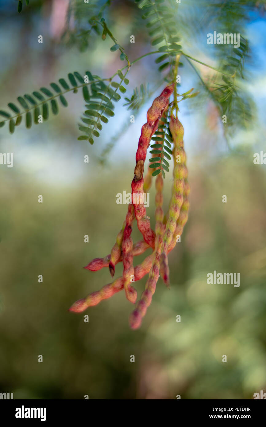 Red kidney bean field hi-res stock photography and images - Alamy