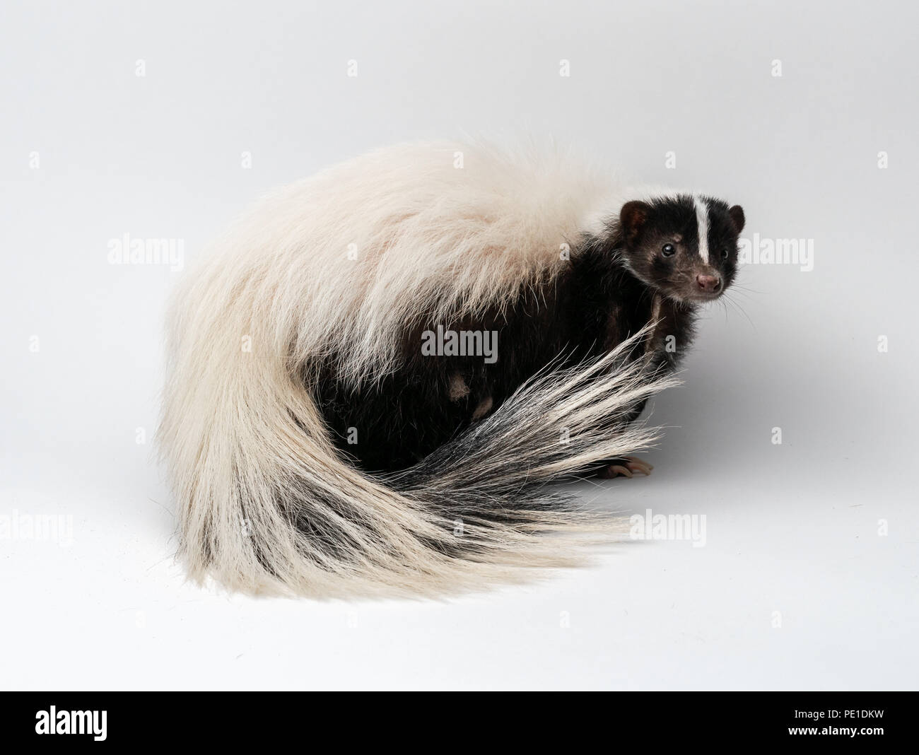Striped Skunk - Mephitis mephitis in front of a white background Stock ...