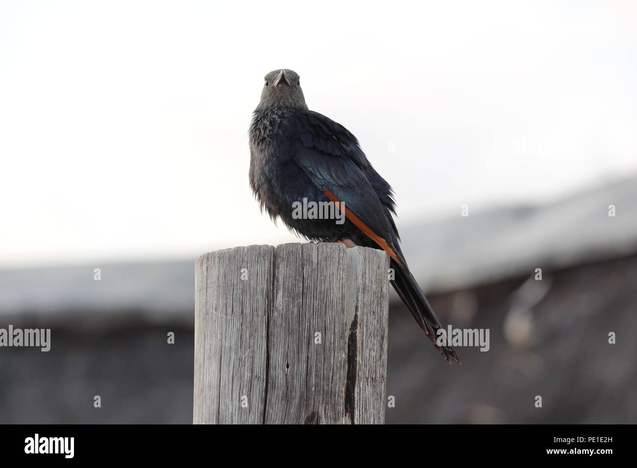 Bird on a POst Stock Photo - Alamy