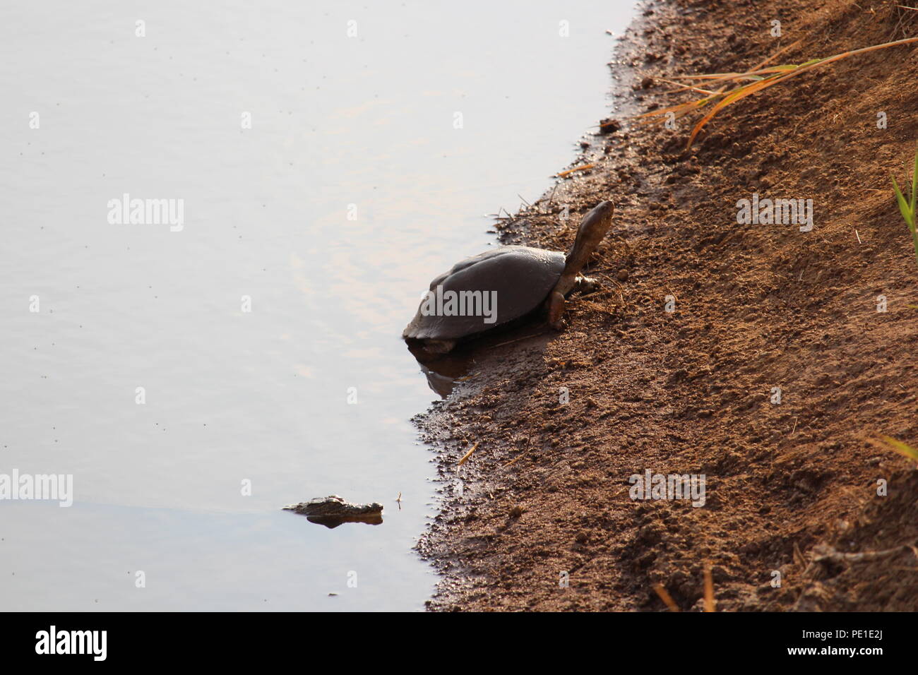 Terrapin and Baby Croc racing to water's edge Stock Photo - Alamy