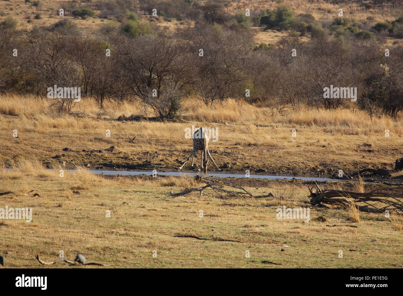 Mankwe dam hi-res stock photography and images - Alamy