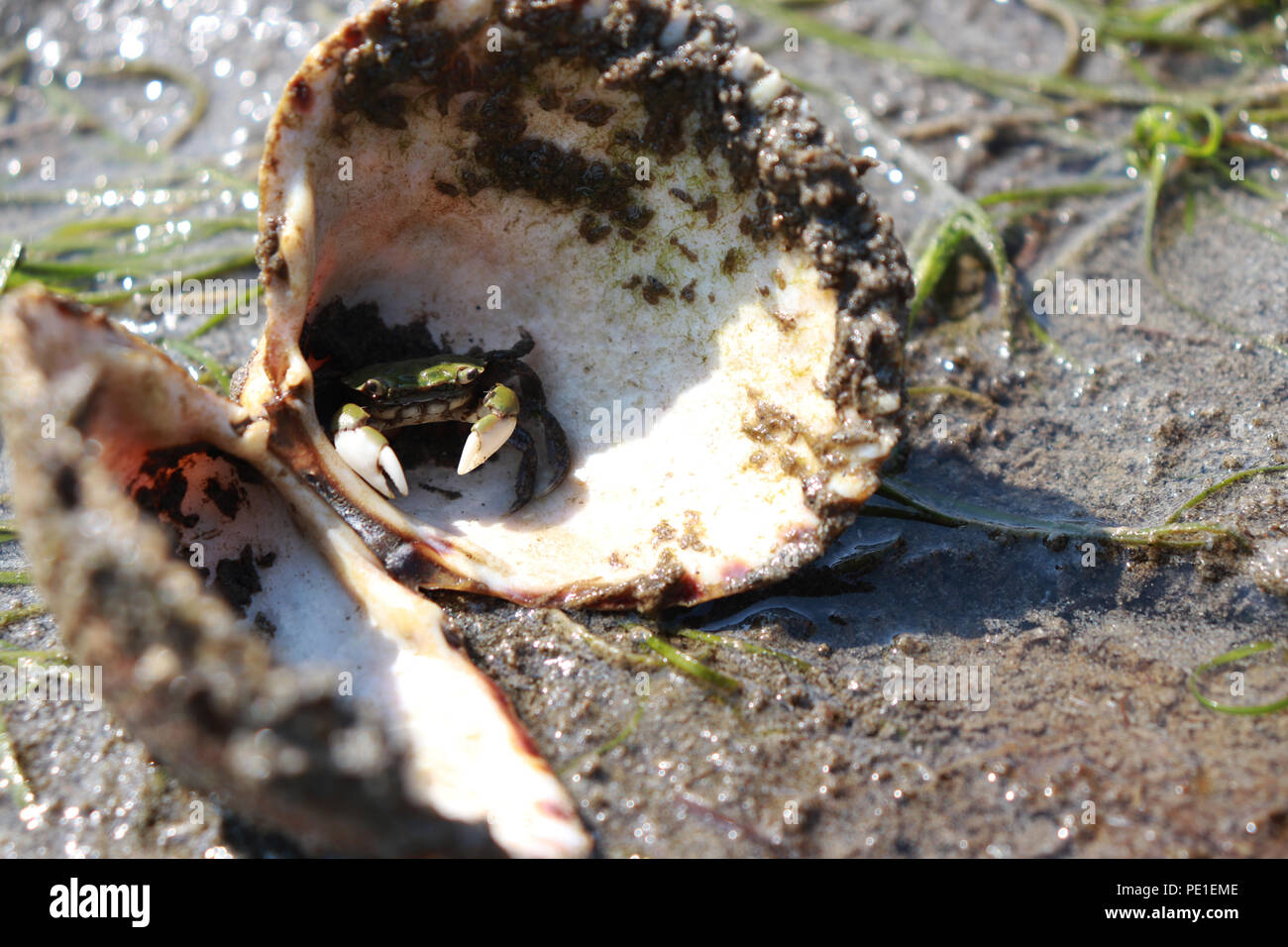 Little crab sitting in shell at a beach in Blaine, Washington Stock ...