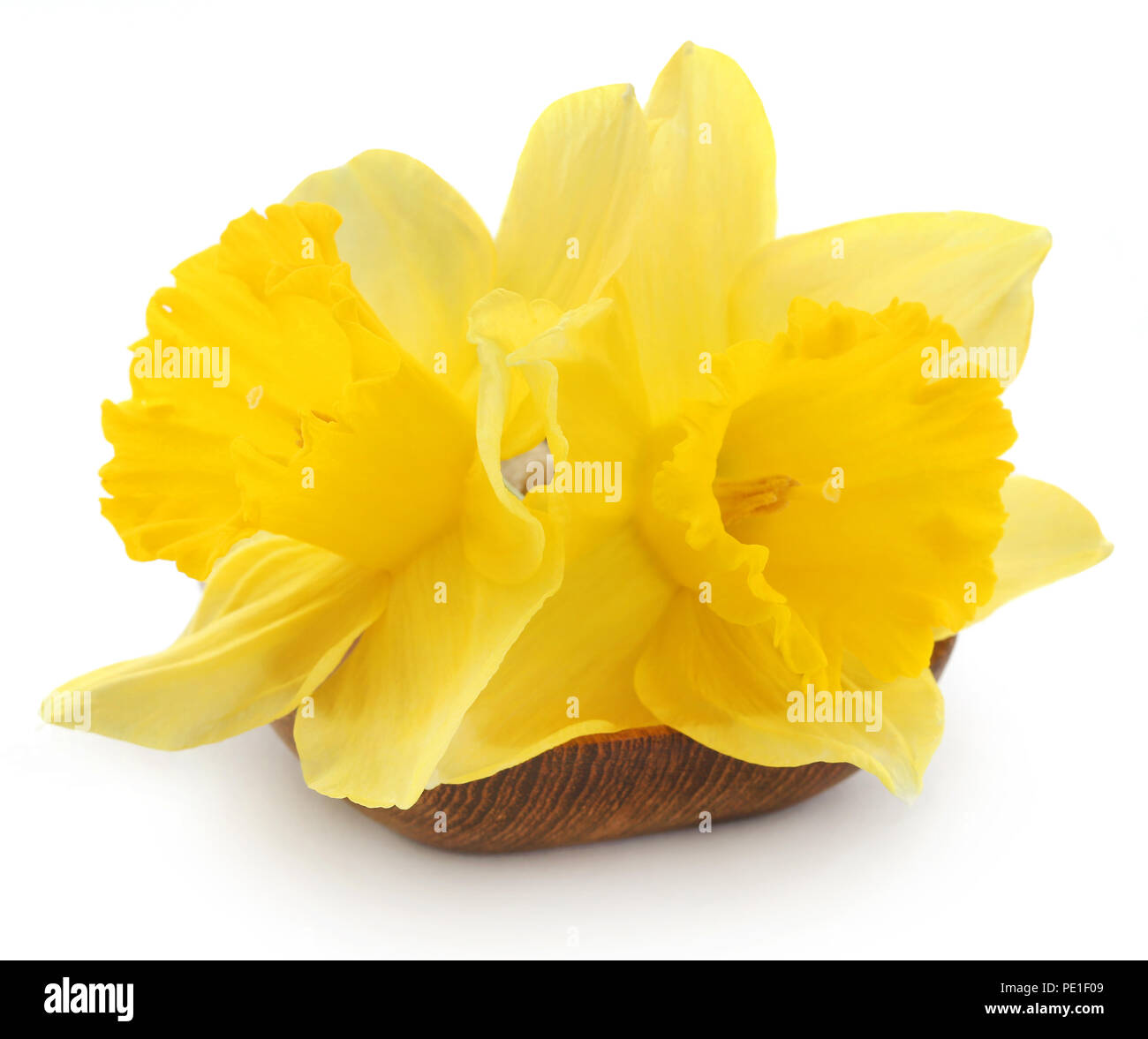 Flower daffodil in a vase over white background Stock Photo - Alamy