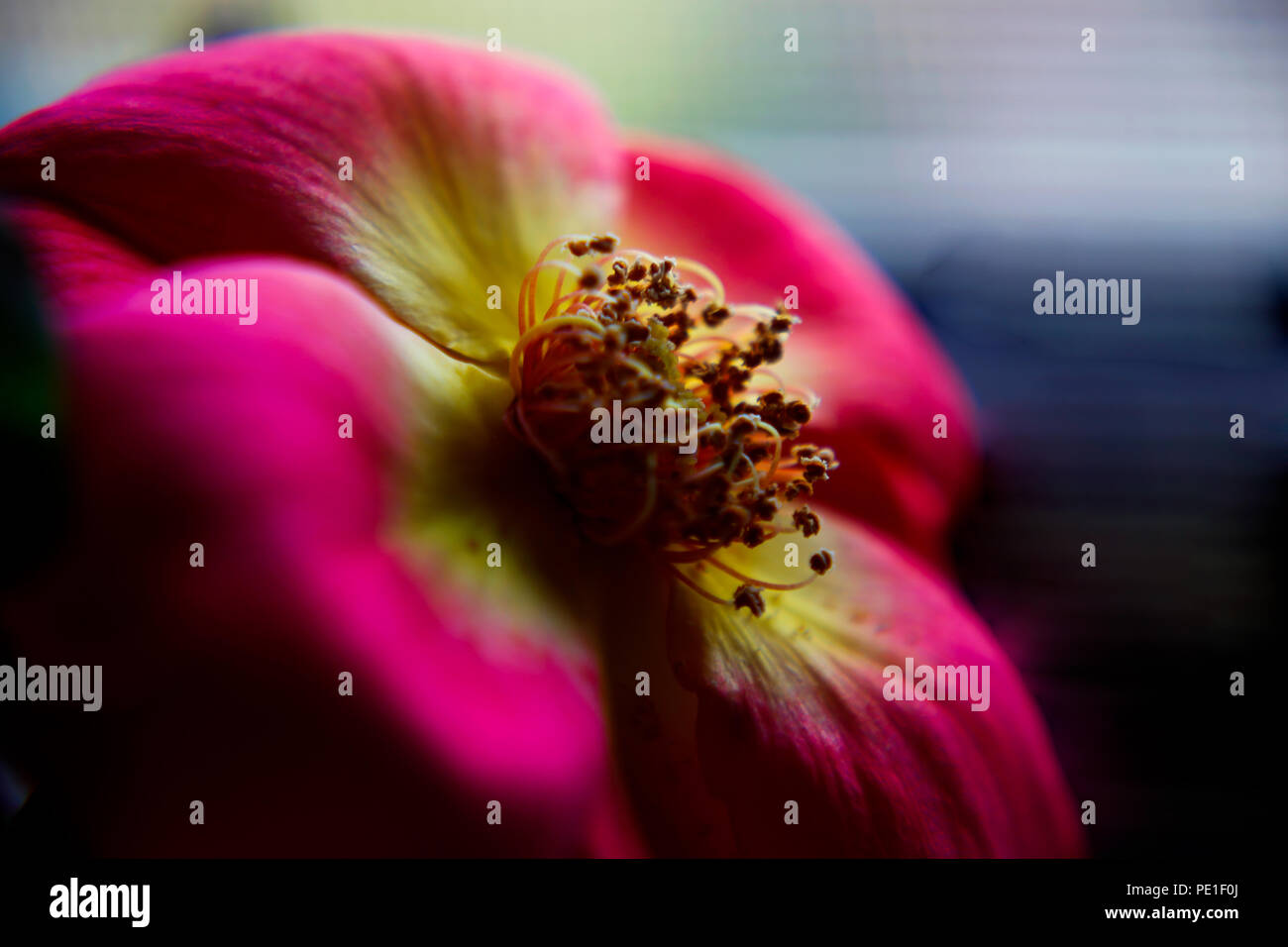 rose is the most common and popular flower in the world Stock Photo - Alamy