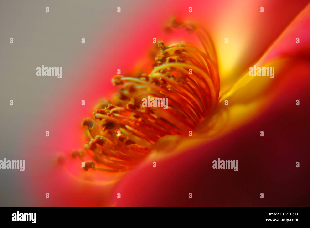rose is the most common and popular flower in the world Stock Photo - Alamy