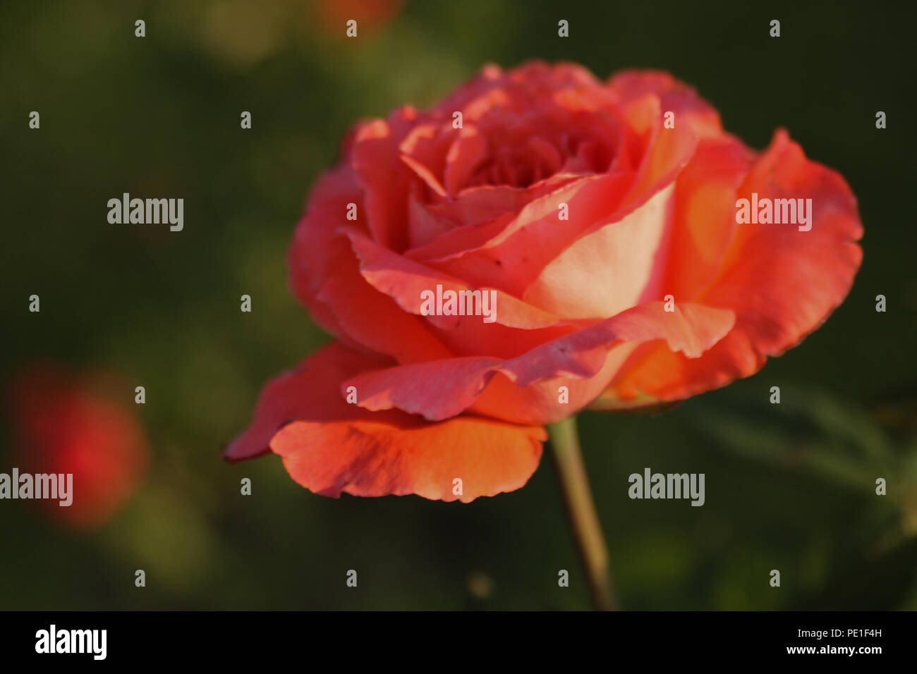 rose is the most common and popular flower in the world Stock Photo - Alamy