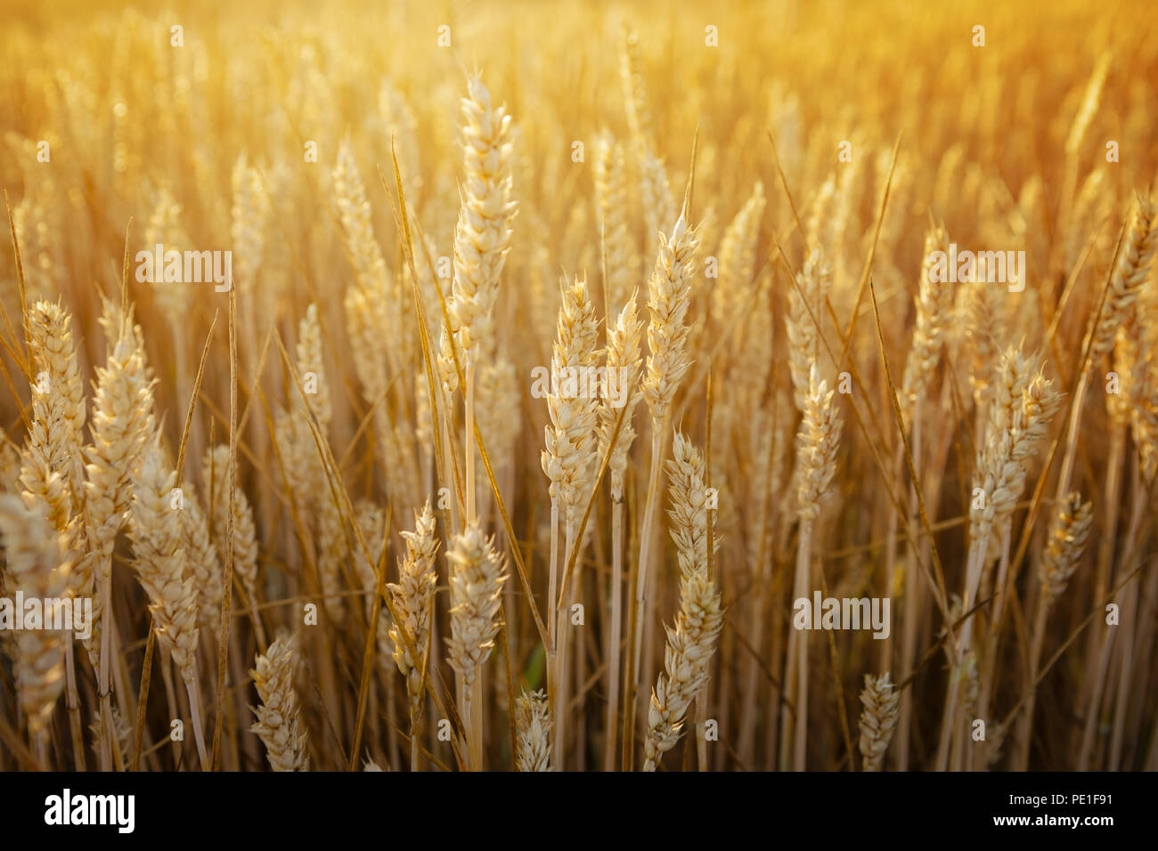 Natural background with wheat corn Stock Photo - Alamy