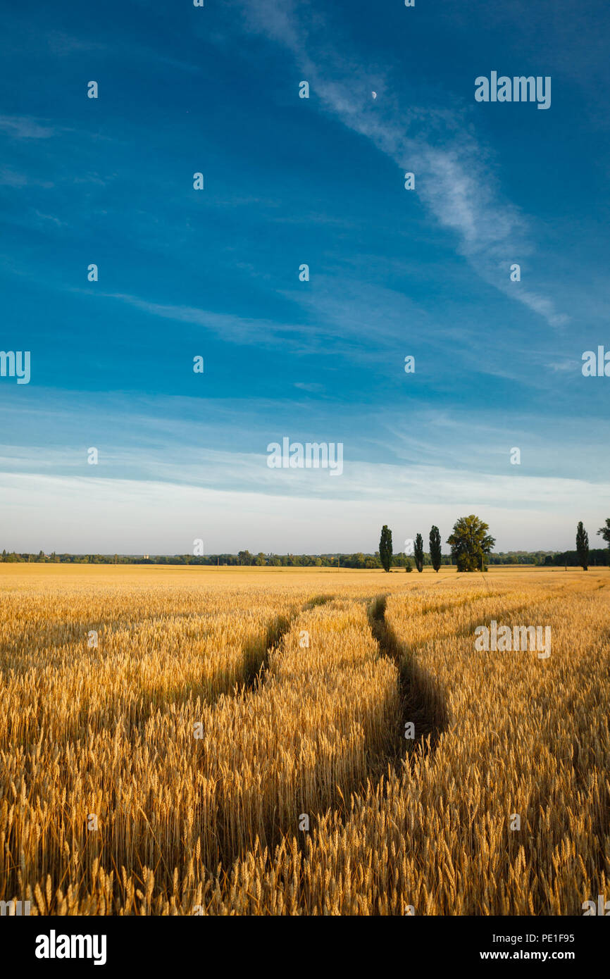 Beautiful landscape with yellow field, nature Stock Photo - Alamy