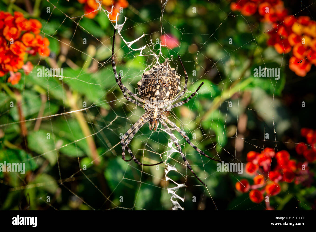 Female Lobed Agiope spider waiting on her web with stabilimentum ...