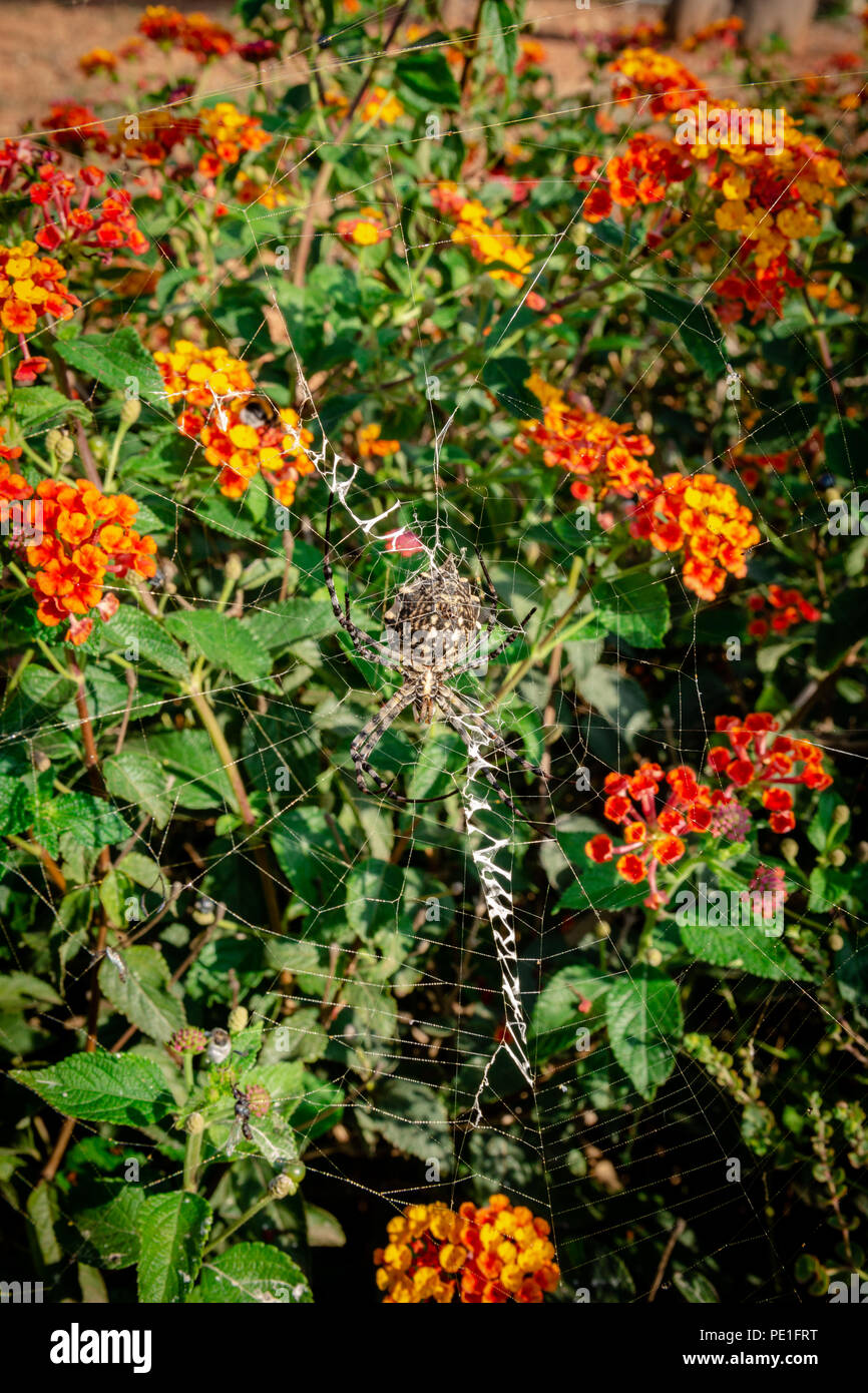 Epigyne spider hi-res stock photography and images - Alamy