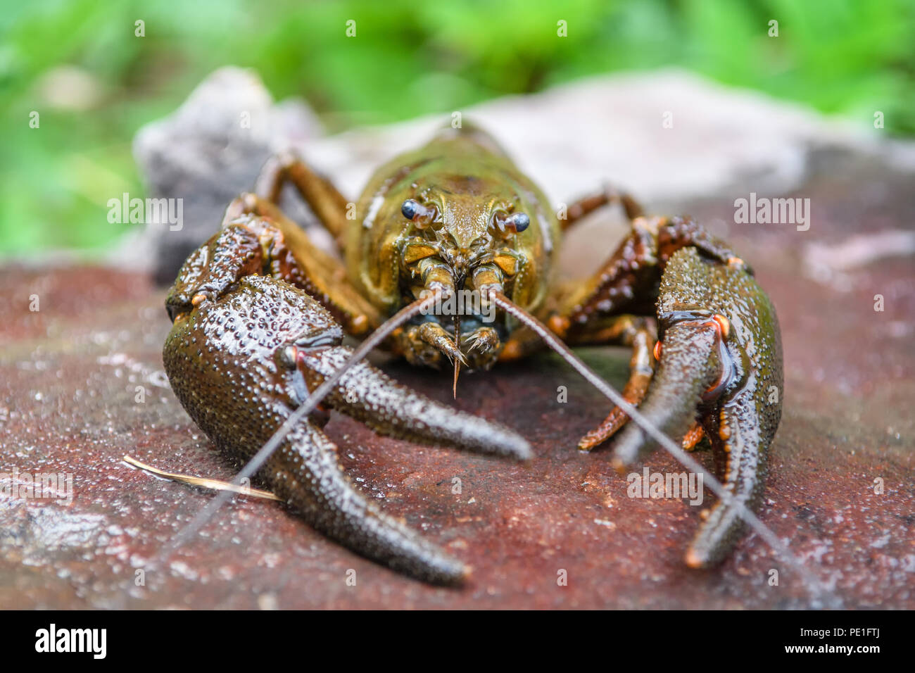 Live crawfish hi-res stock photography and images - Alamy