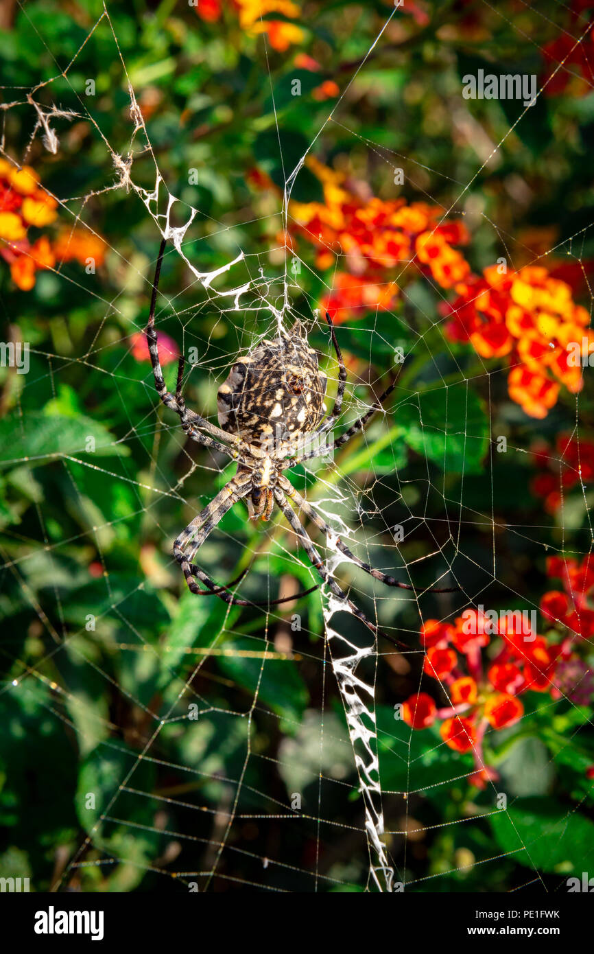 Epigyne spider hi-res stock photography and images - Alamy
