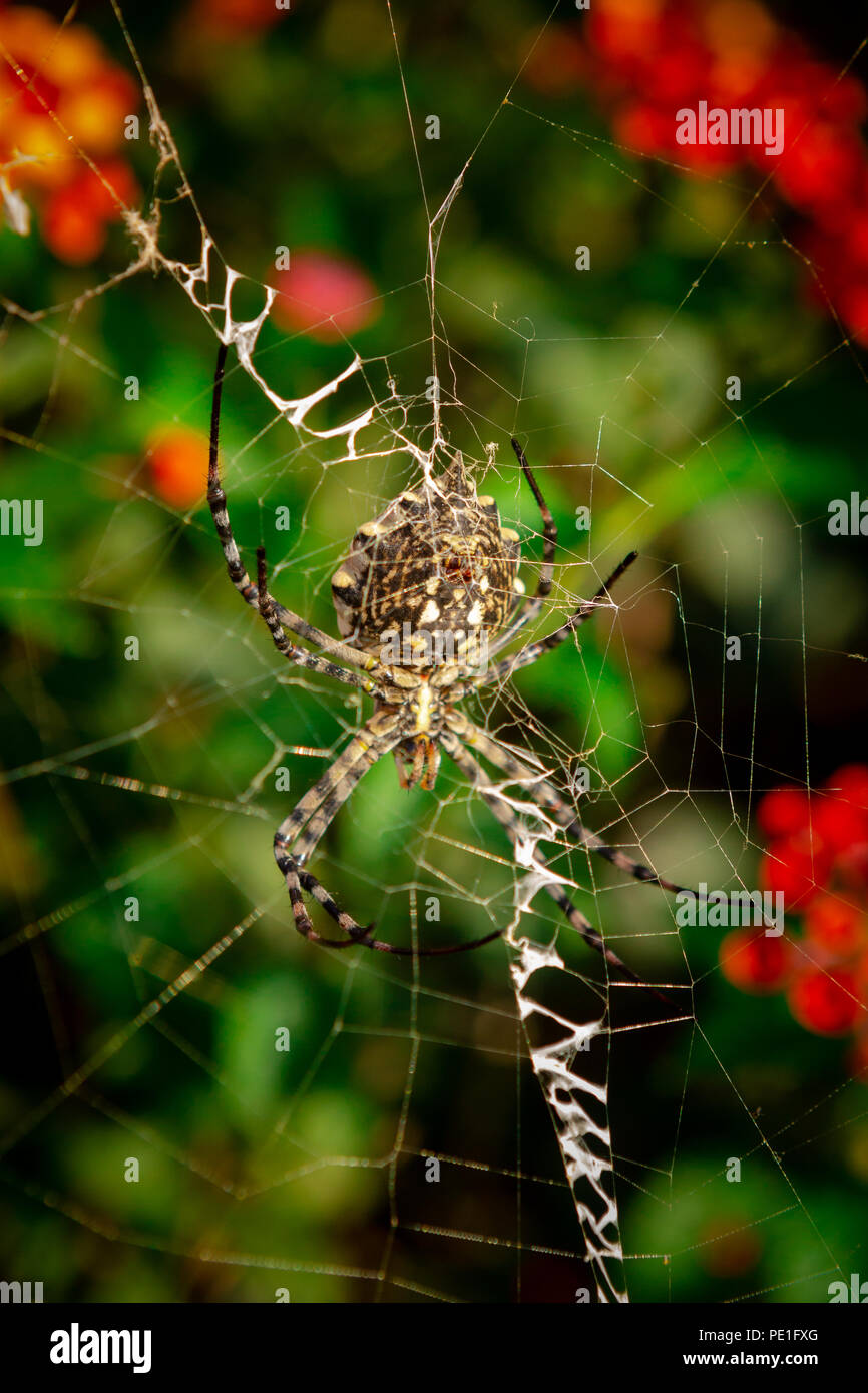 Epigyne spider hi-res stock photography and images - Alamy