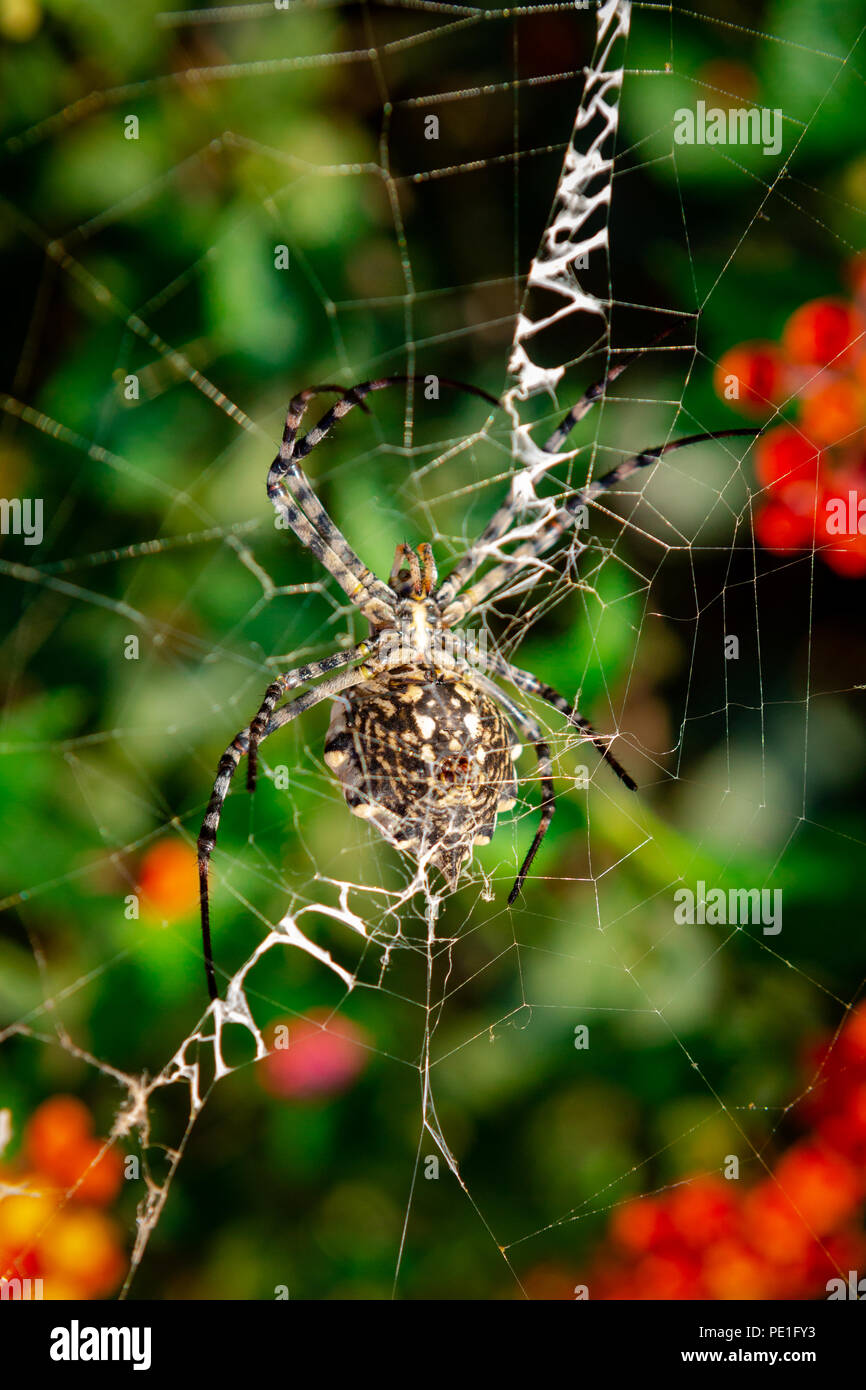 Epigyne spider hi-res stock photography and images - Alamy