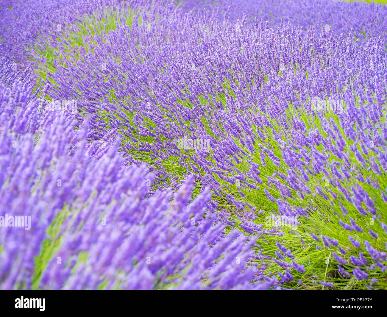 Britain bloom hi-res stock photography and images - Alamy
