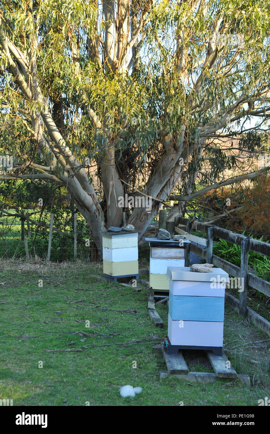 Three bee hives in the corner of a paddock beside a gum tree Stock ...