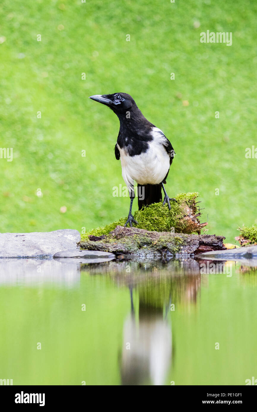 Magpie foraging in a mid Wales woodlands in summer Stock Photo - Alamy
