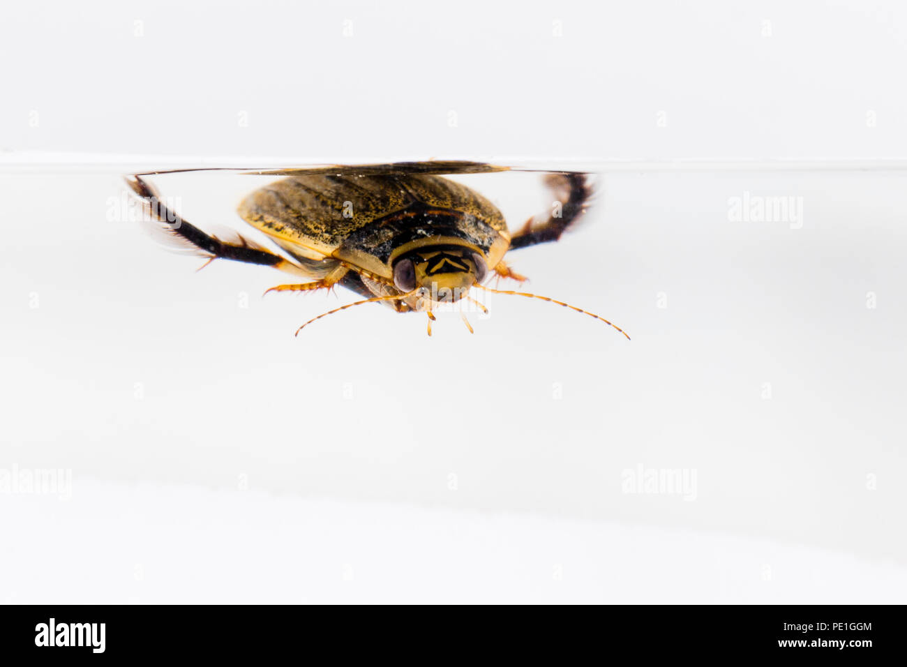 Diving for insects hi-res stock photography and images - Alamy