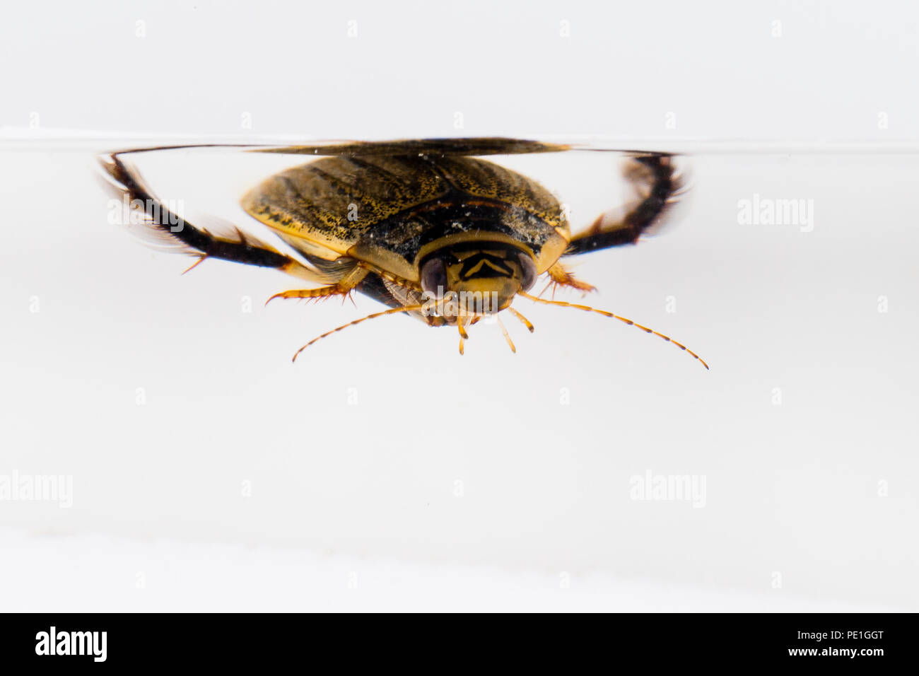 Great diving beetle (UK Stock Photo - Alamy