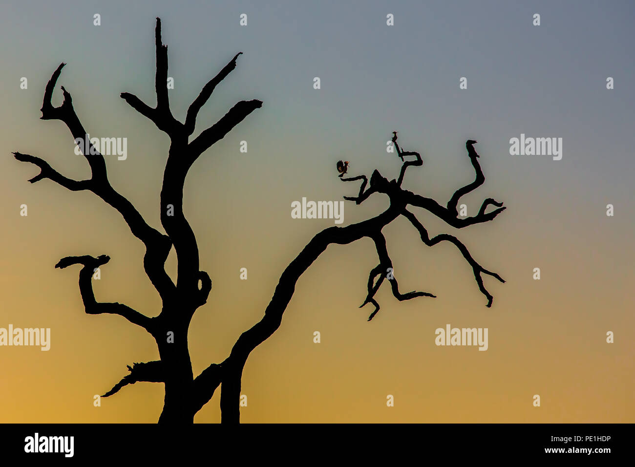 Leadwood tree hi-res stock photography and images - Alamy