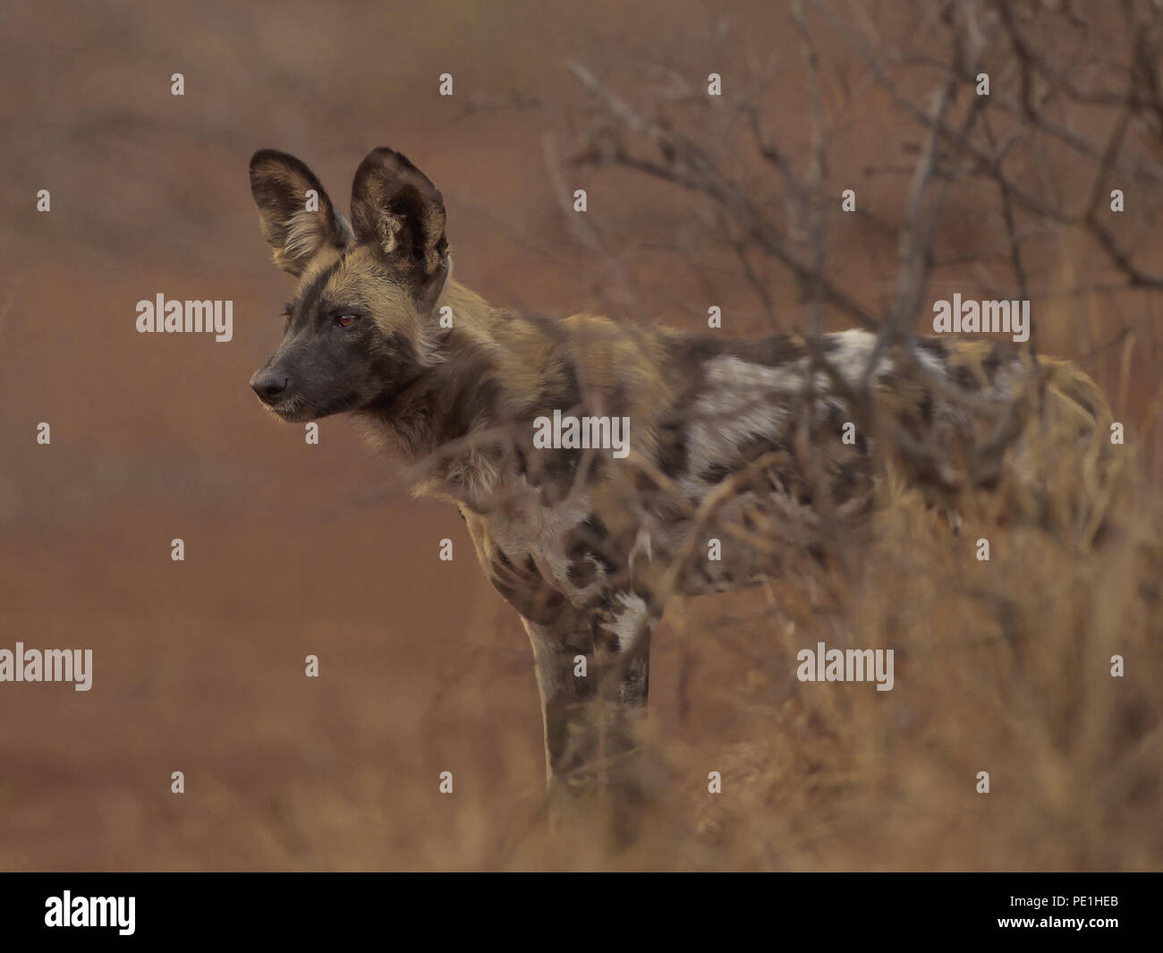 African wild creatures hi-res stock photography and images - Alamy
