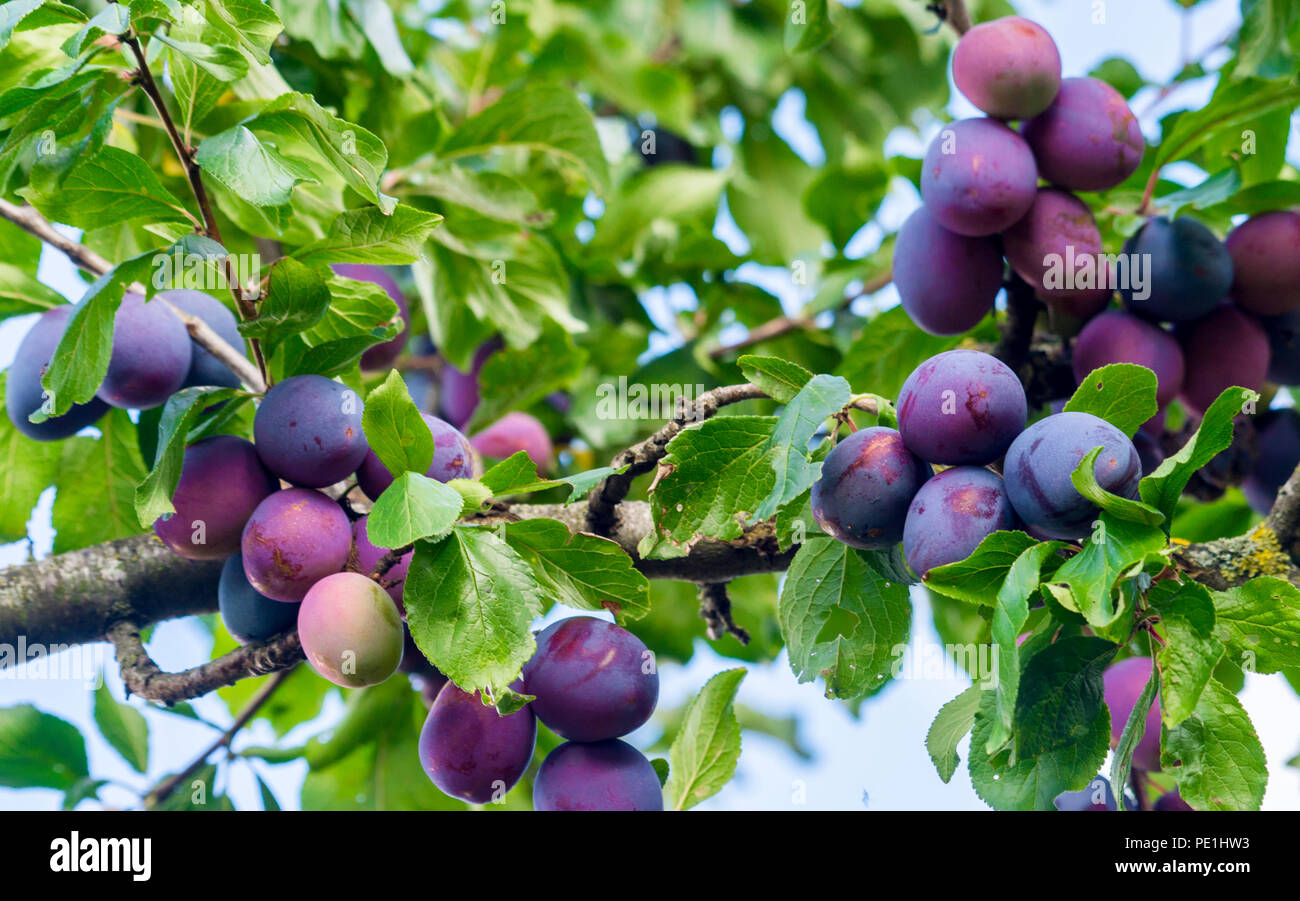 Blue ripe plums on tree hi-res stock photography and images - Alamy