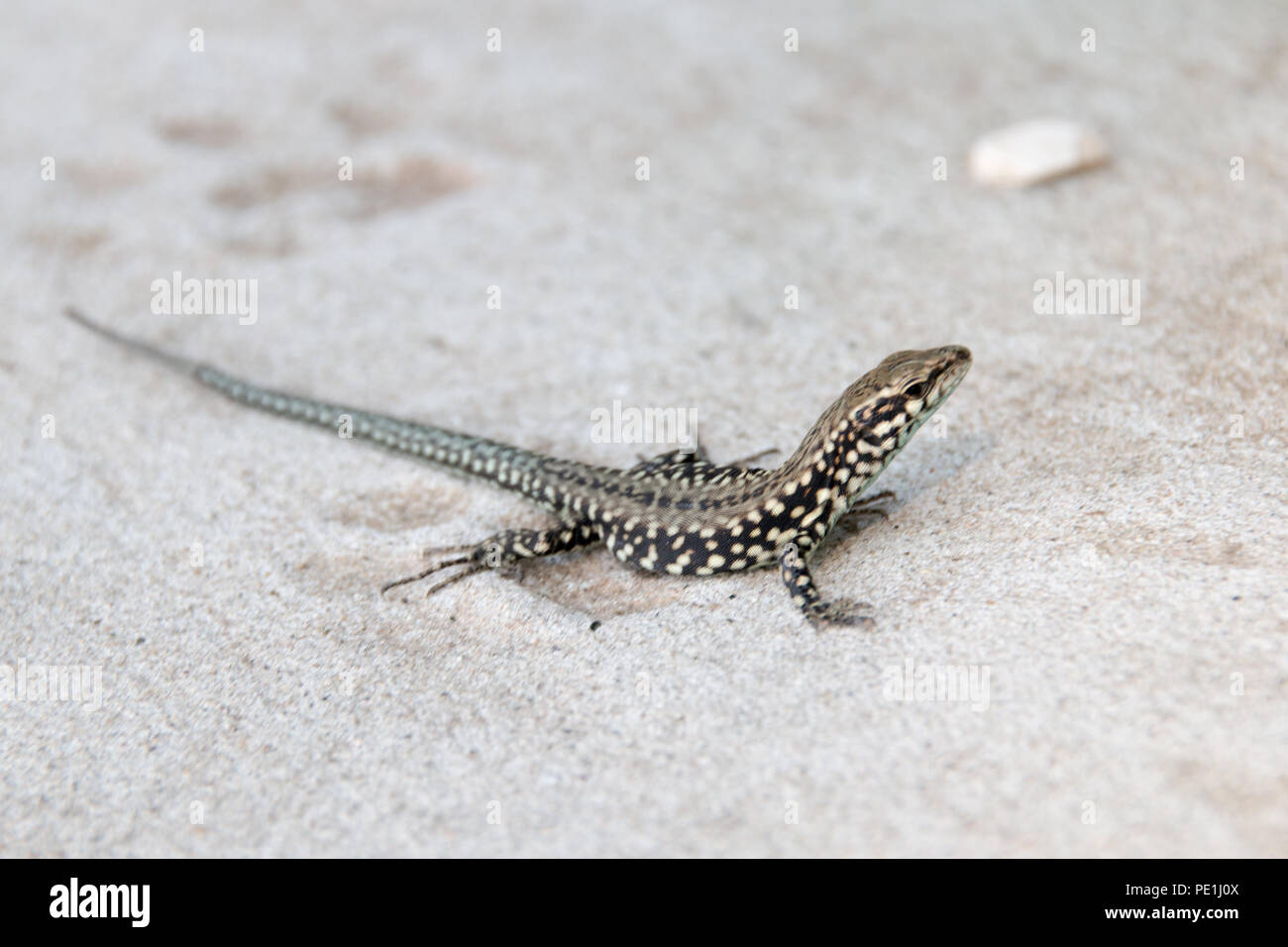 Spotted lizard hi-res stock photography and images - Alamy