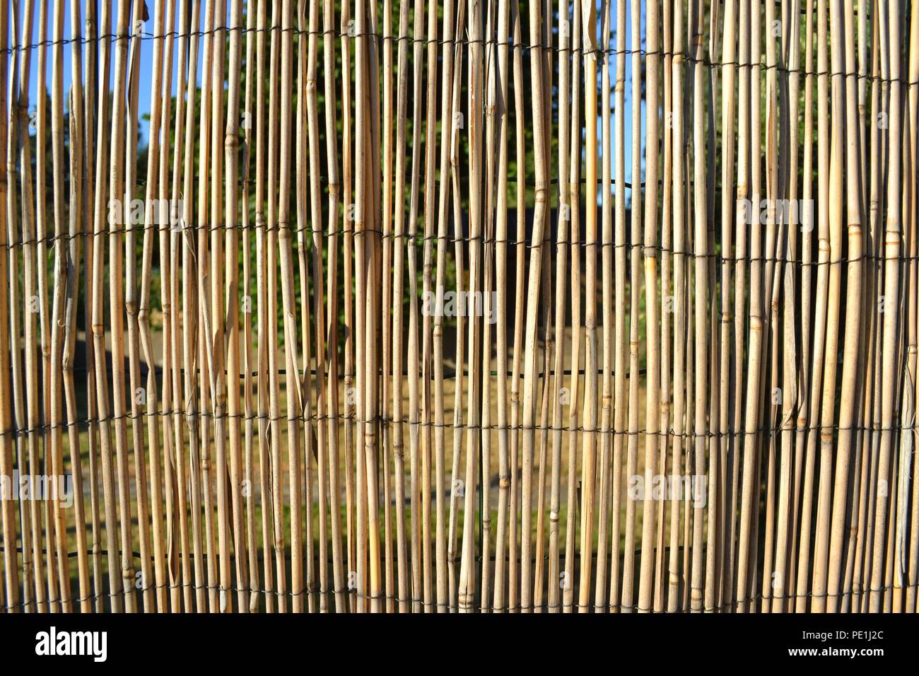 Closeup photograph of a bamboo divider between two suburban gardens ...