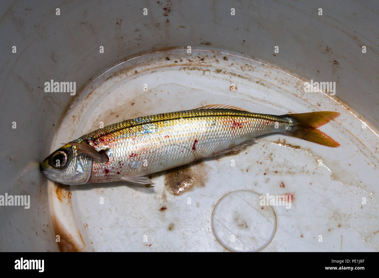 A freshly caught fish is lying in a plastic bucket Stock Photo - Alamy