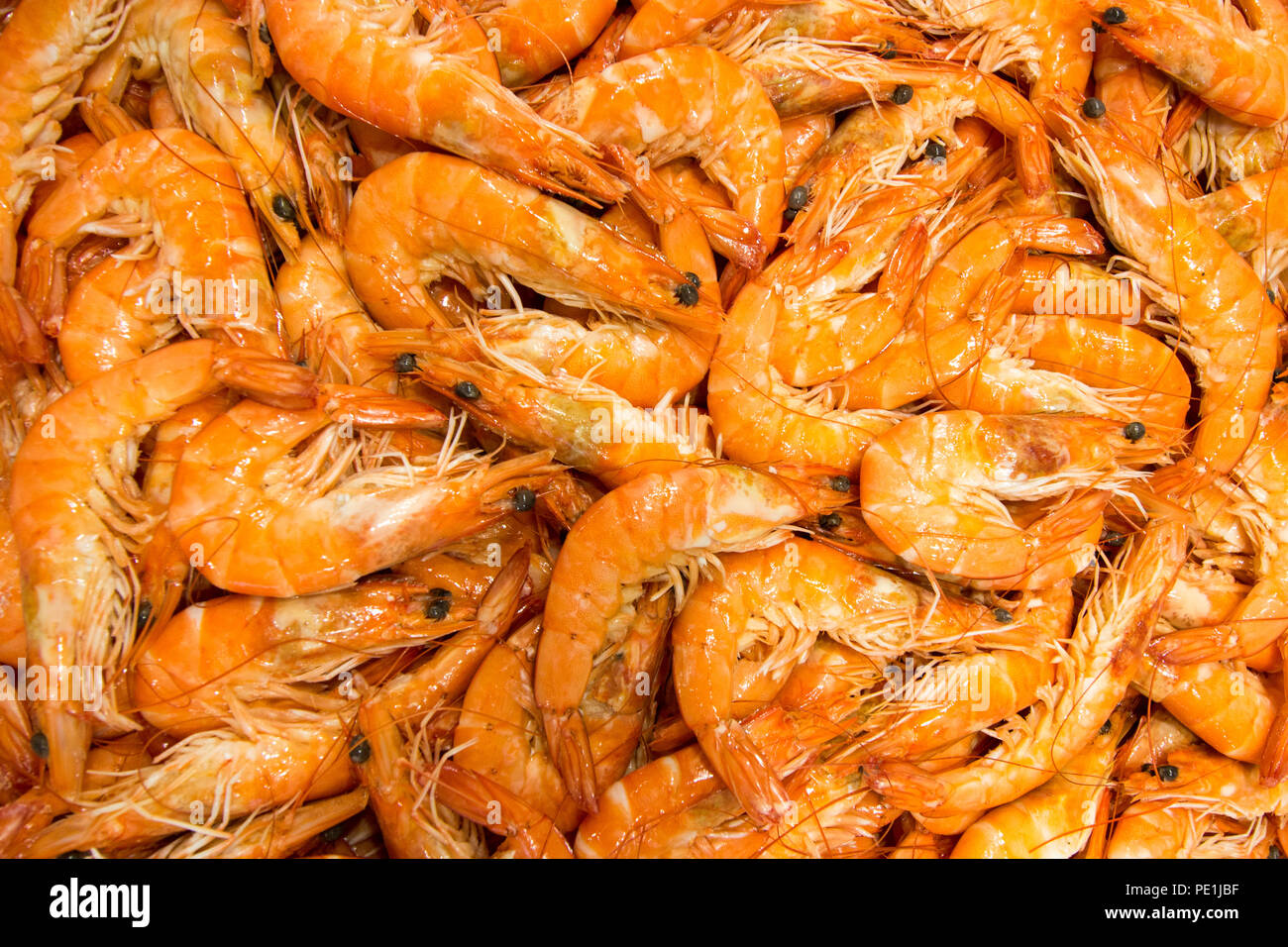 Hundreds of freshly caught scampis at a fish market in Croatia Stock ...