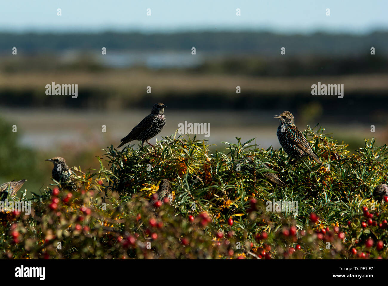 H rhamnoides hi-res stock photography and images - Alamy