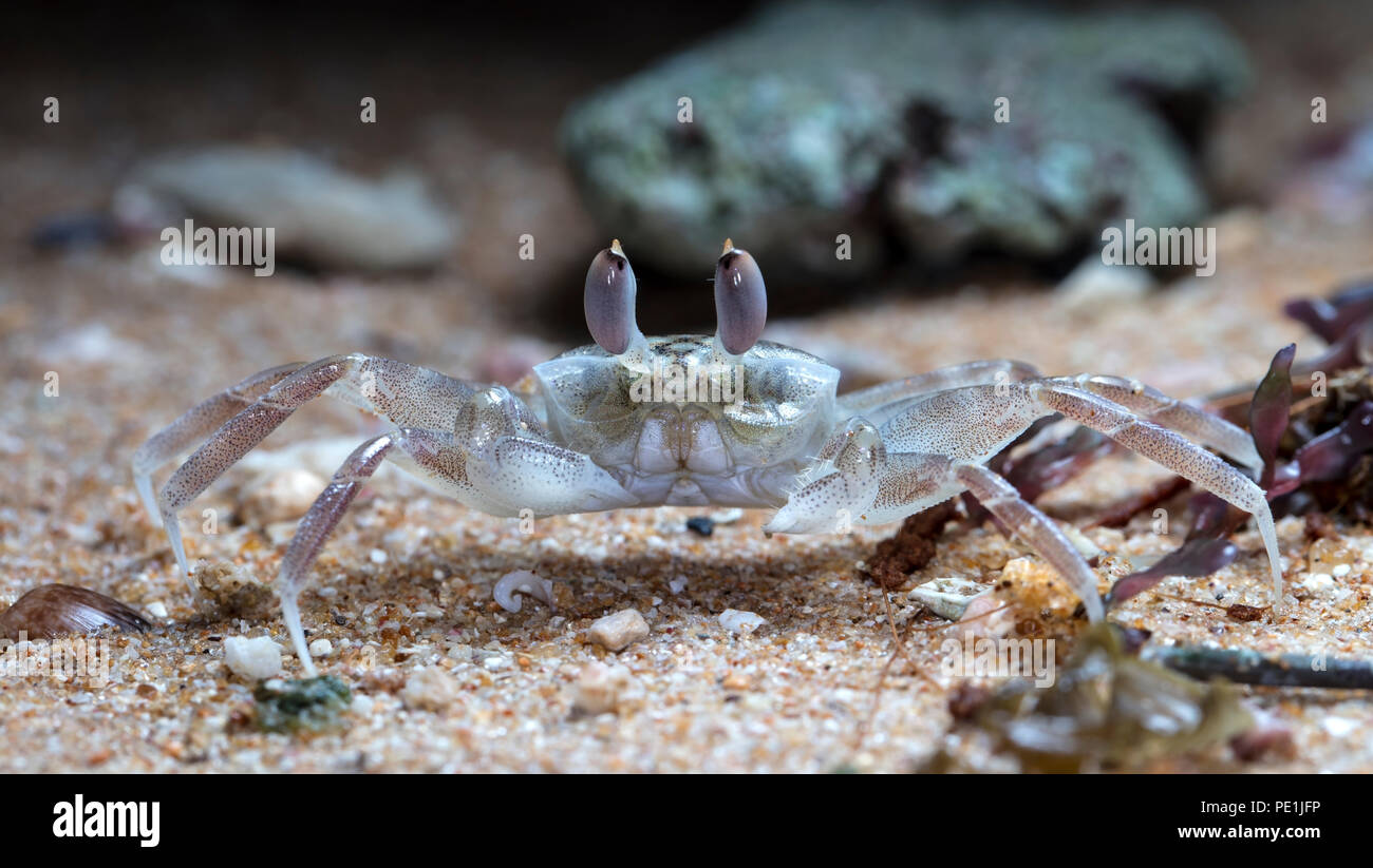 small crab on the beach Stock Photo - Alamy