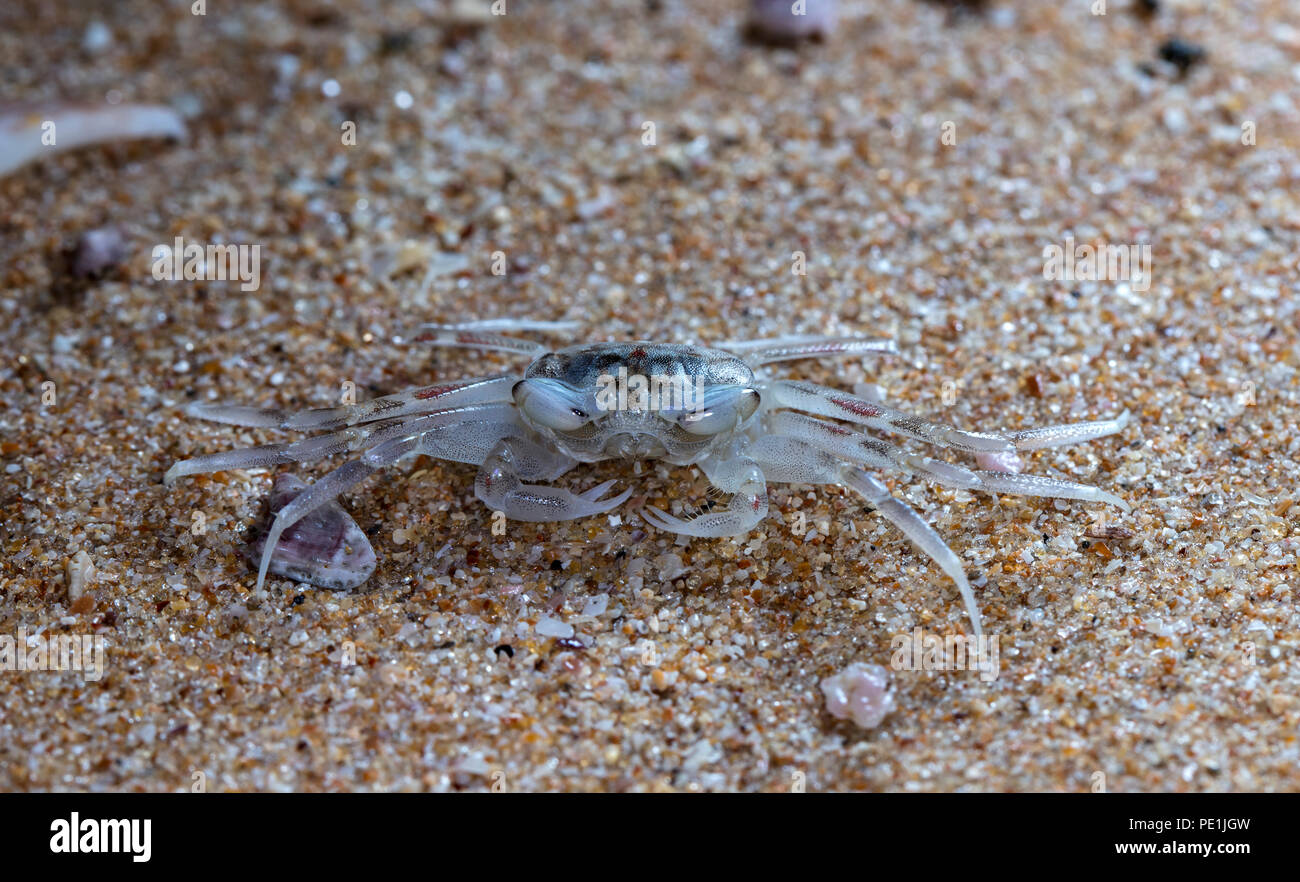 small crab on the beach Stock Photo - Alamy