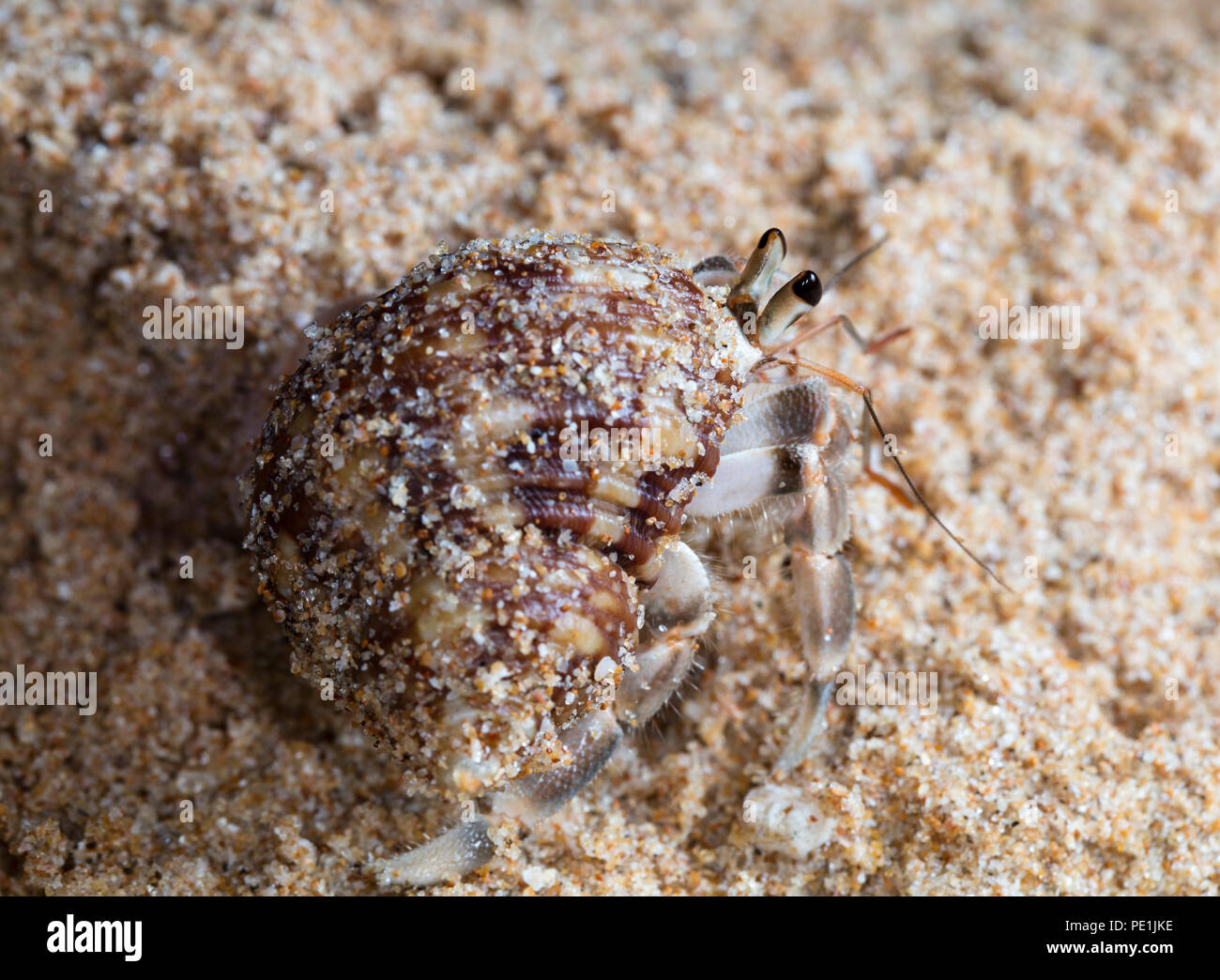 small crab on the beach Stock Photo - Alamy