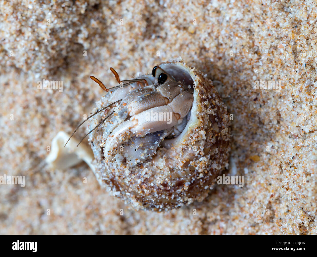 One small hermit crab crawling hi-res stock photography and images - Alamy