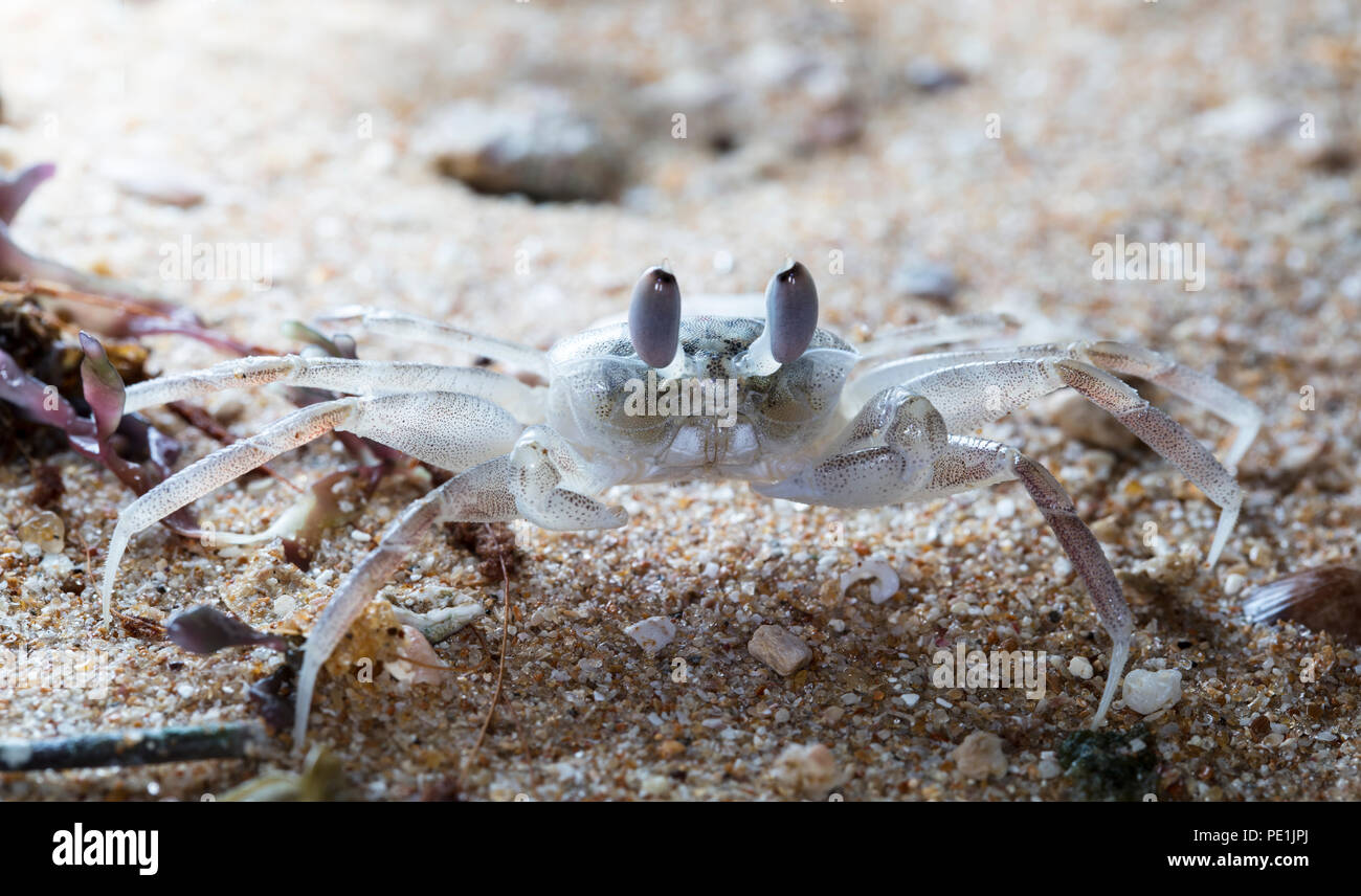 small crab on the beach Stock Photo - Alamy