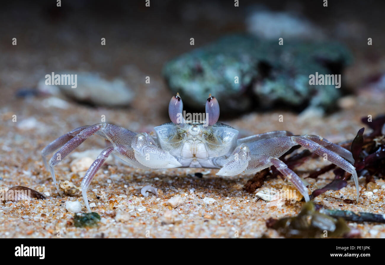 small crab on the beach Stock Photo - Alamy