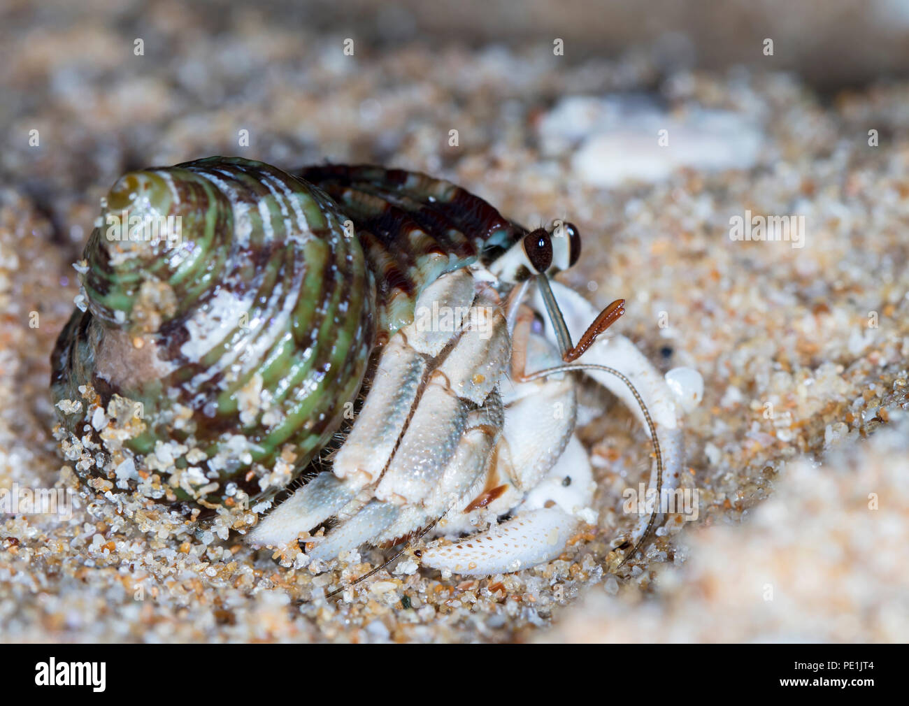 Little crab walking on beach hi-res stock photography and images - Alamy