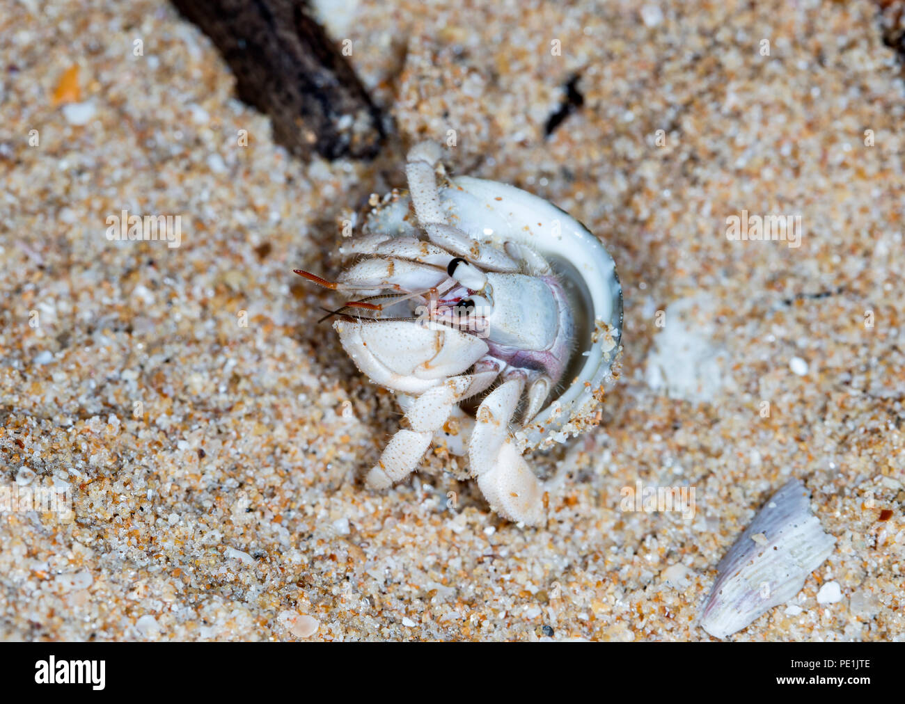 One small hermit crab crawling hi-res stock photography and images - Alamy