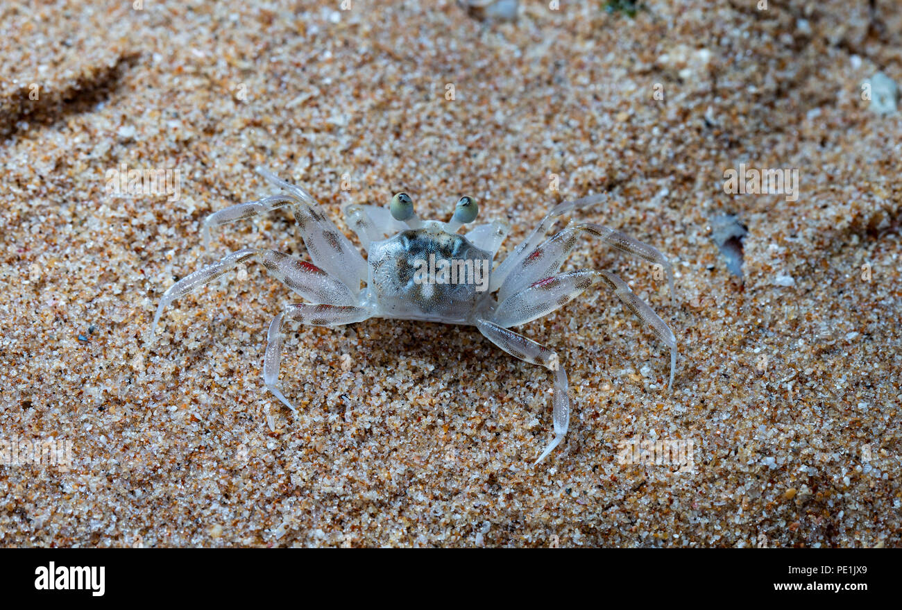 small crab on the beach Stock Photo - Alamy