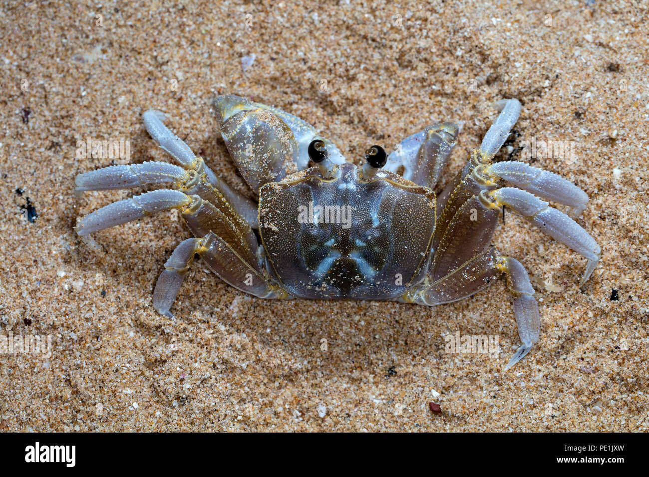 small crab on the beach Stock Photo - Alamy