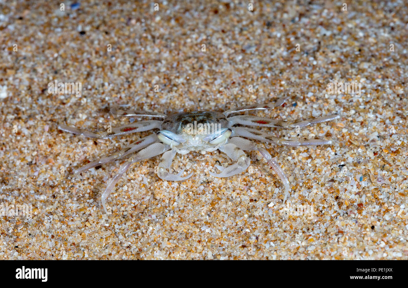 small crab on the beach Stock Photo - Alamy
