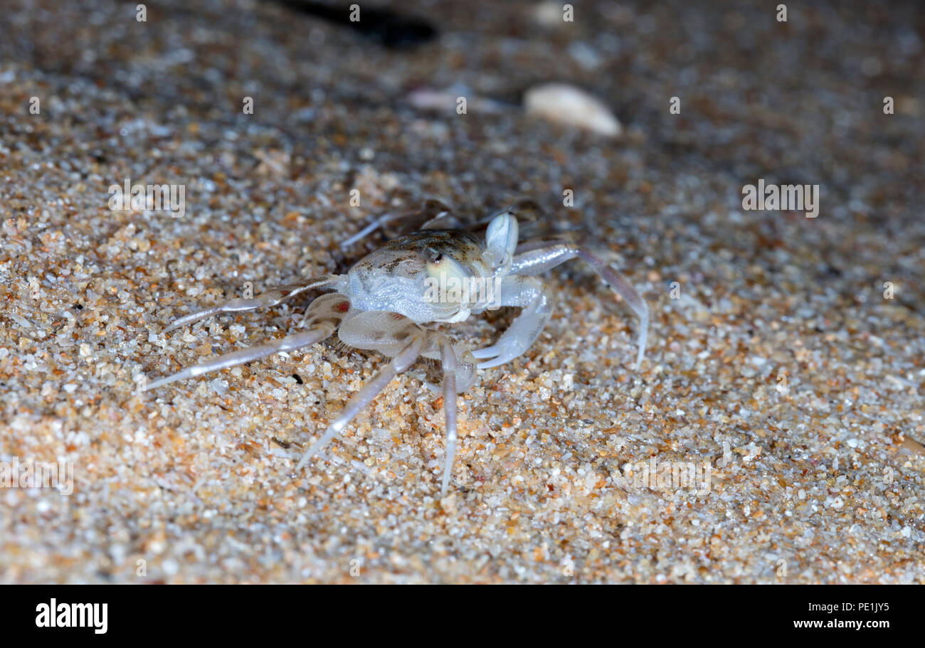 small crab on the beach Stock Photo - Alamy