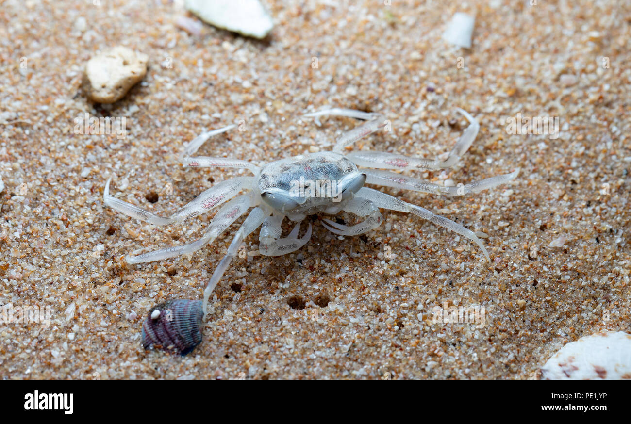 small crab on the beach Stock Photo - Alamy