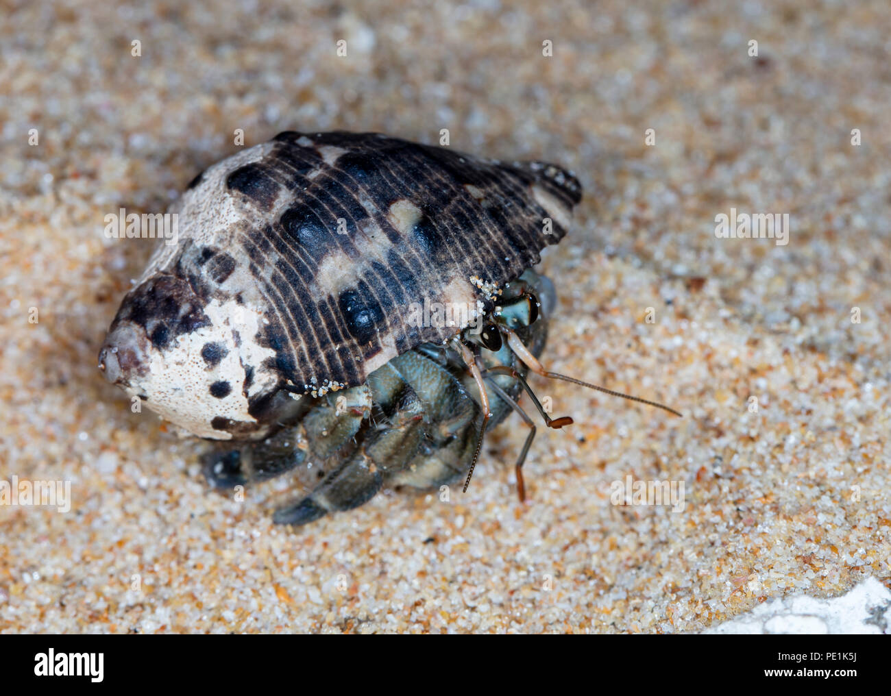 Small terrestrial crustacean hi-res stock photography and images - Alamy