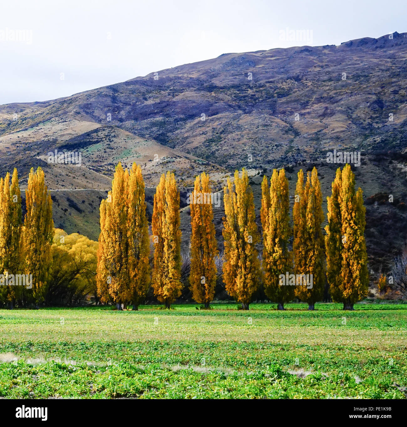 Autumn scenery of Haast Township, South Island, New Zealand Stock Photo ...