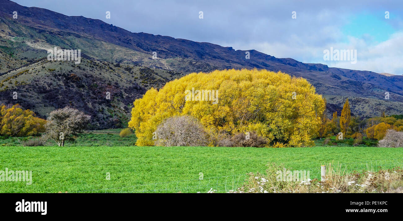 Autumn scenery of Haast Township, South Island, New Zealand Stock Photo ...