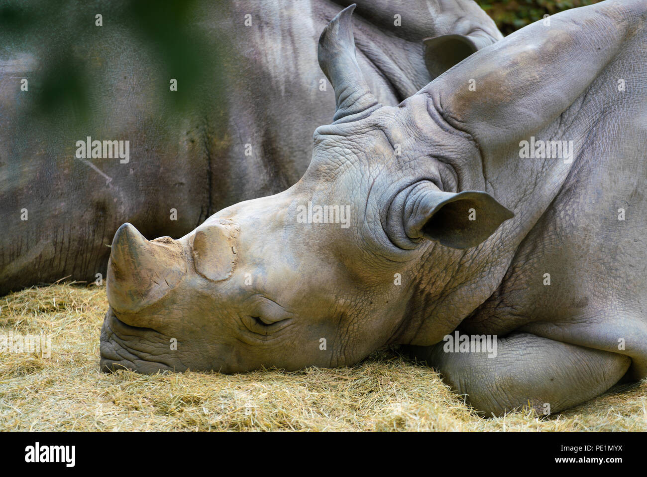 White or square-lipped rhinoceros close up view of the head and two ...