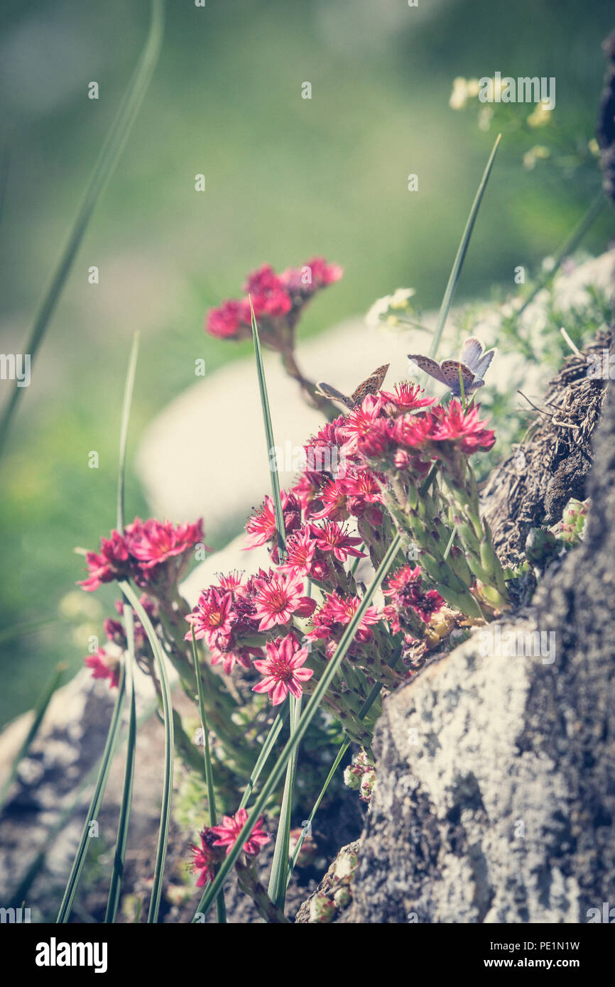 Mountain flower meadow in summer. Italian alps Stock Photo - Alamy